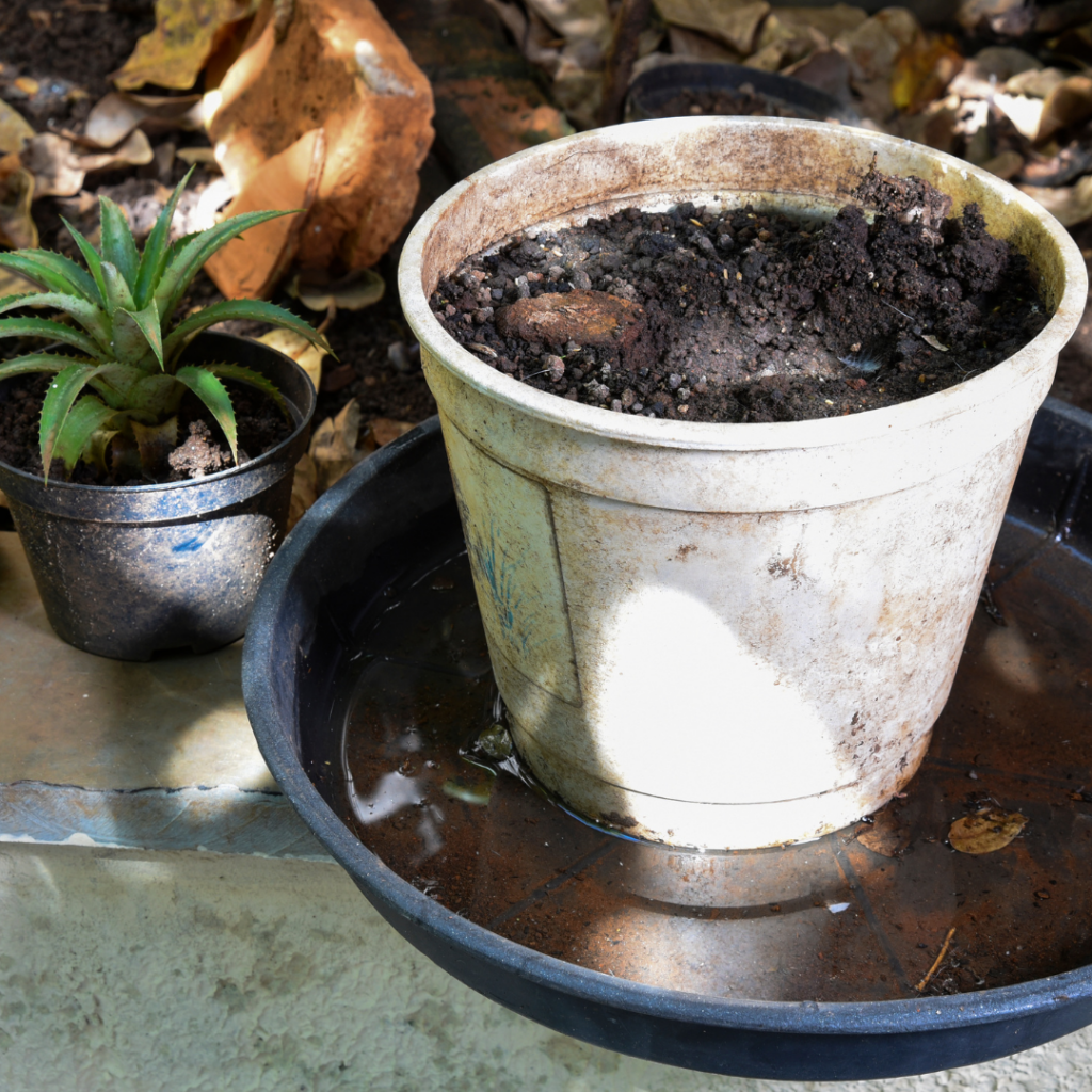 Mosquito Treatment for Standing Water: Effective Strategies and Expert ...