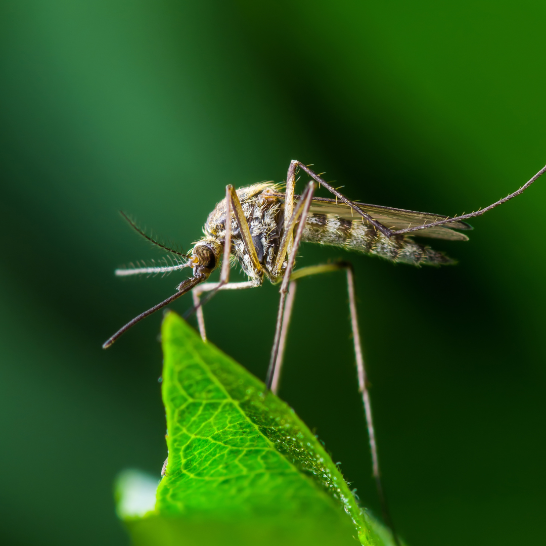 Zika Mosquitoes: Understanding the Risks and Taking Control with ...