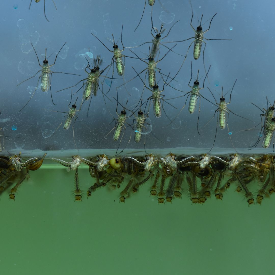 Reclaim Your Yard from Mosquitoes: Mosquitonix's Innovative Solutions ...