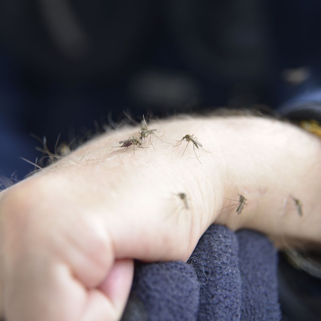 Mastering Mosquito Control: Effective Strategies for a Bite-Free Home ...