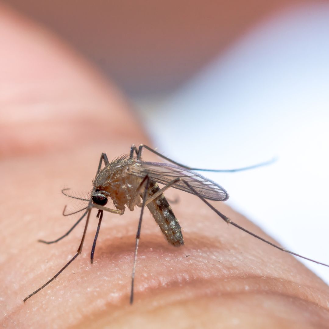 Achieving Mosquito-Free Bliss: A Guide to Effective Mosquito Control ...